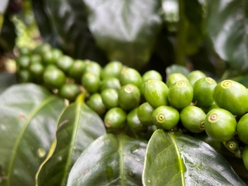 Gallo Pinto Coffee Tour - Cortez Coffee