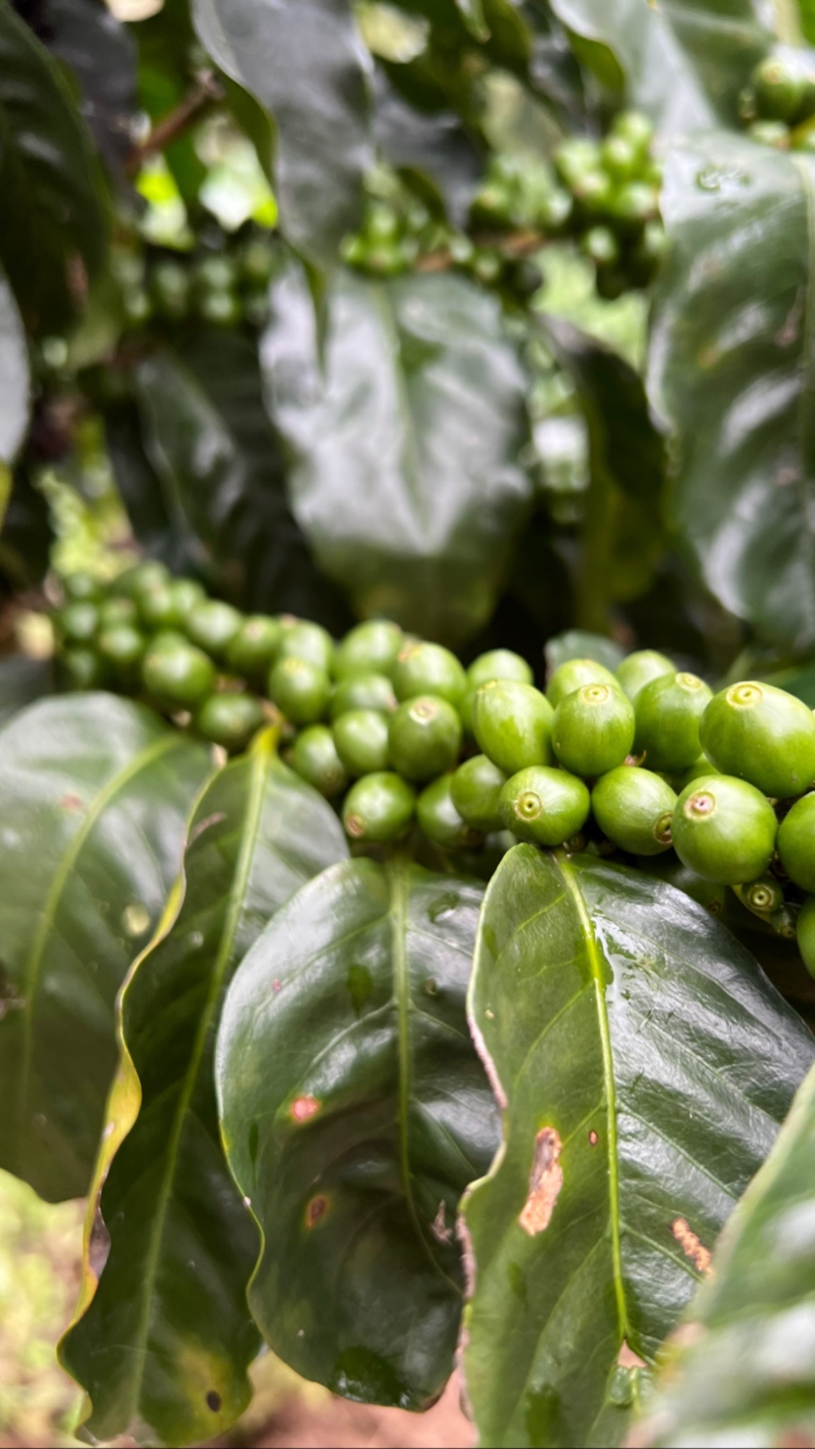 Gallo Pinto Coffee Tour - Cortez Coffee